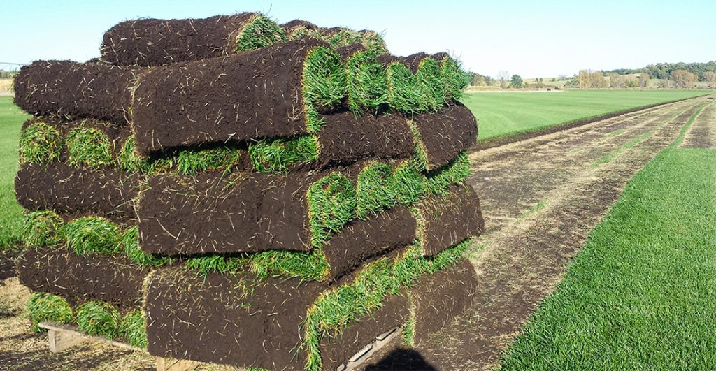 Sod - Kempley Sod Farm